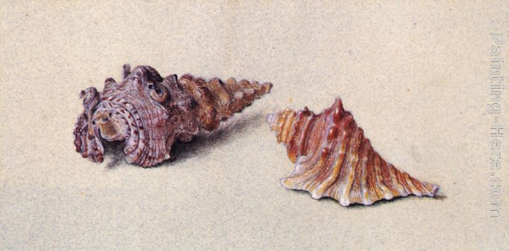 John Ruskin Study of Two Shells painting anysize 50% off